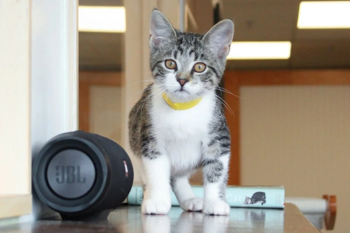 Queen City Cat Lounge