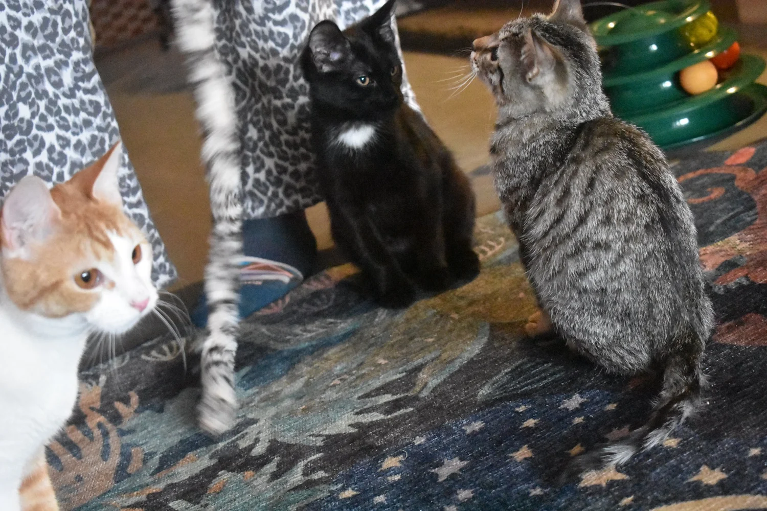 Queen City Cat Lounge
