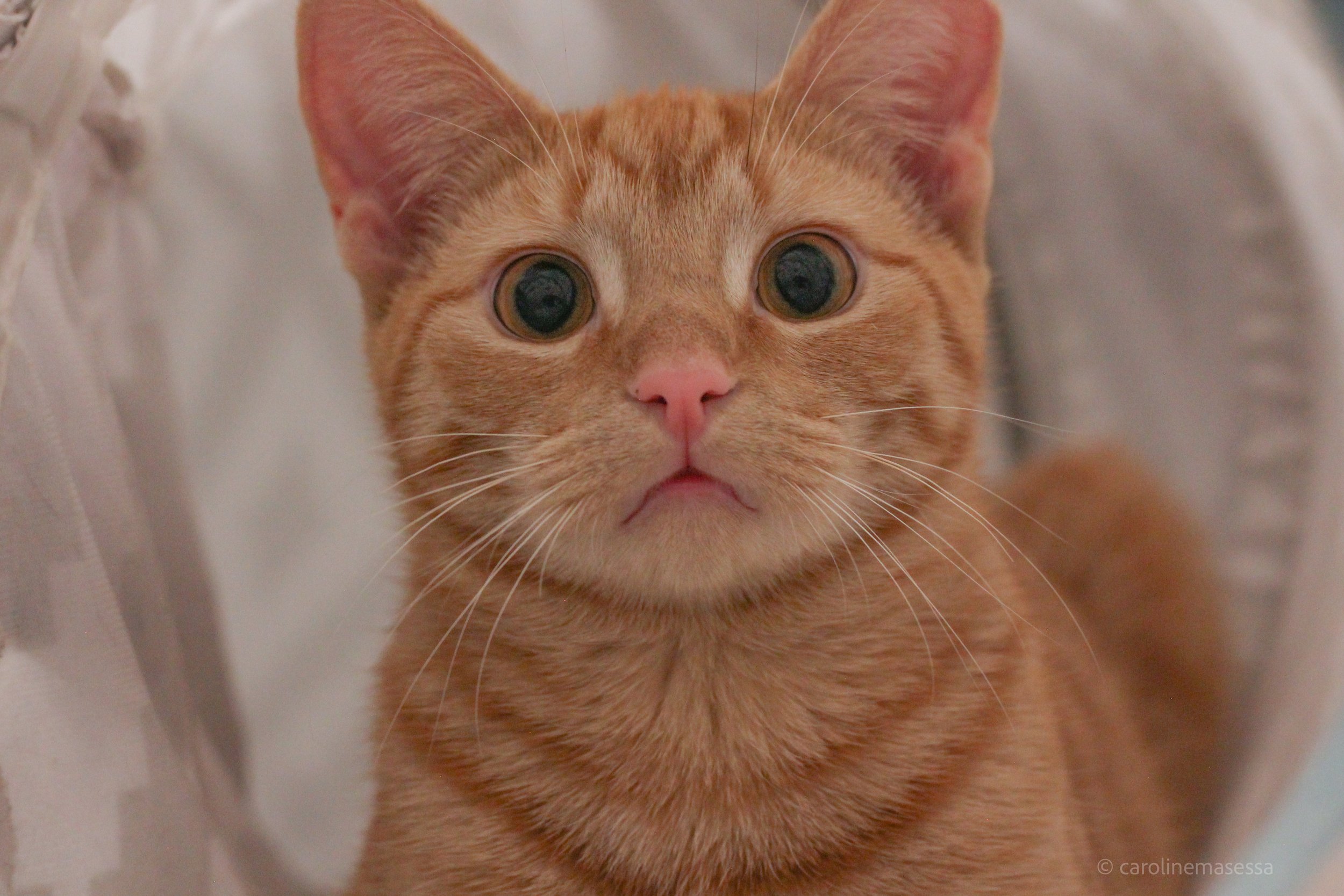 Queen City Cat Lounge