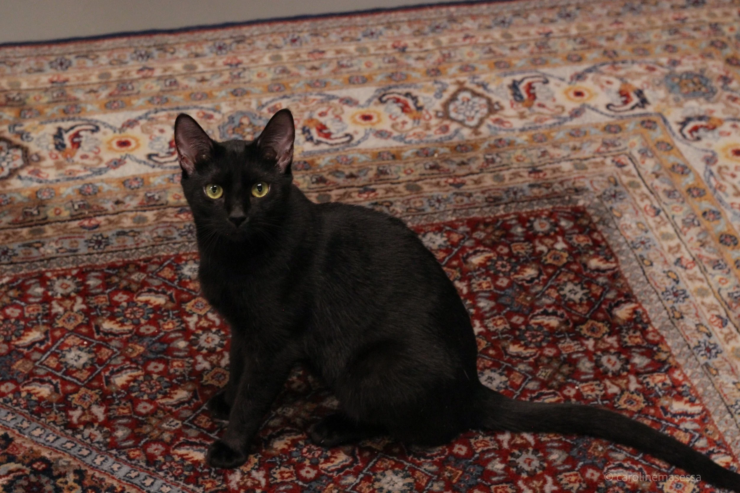 Queen City Cat Lounge