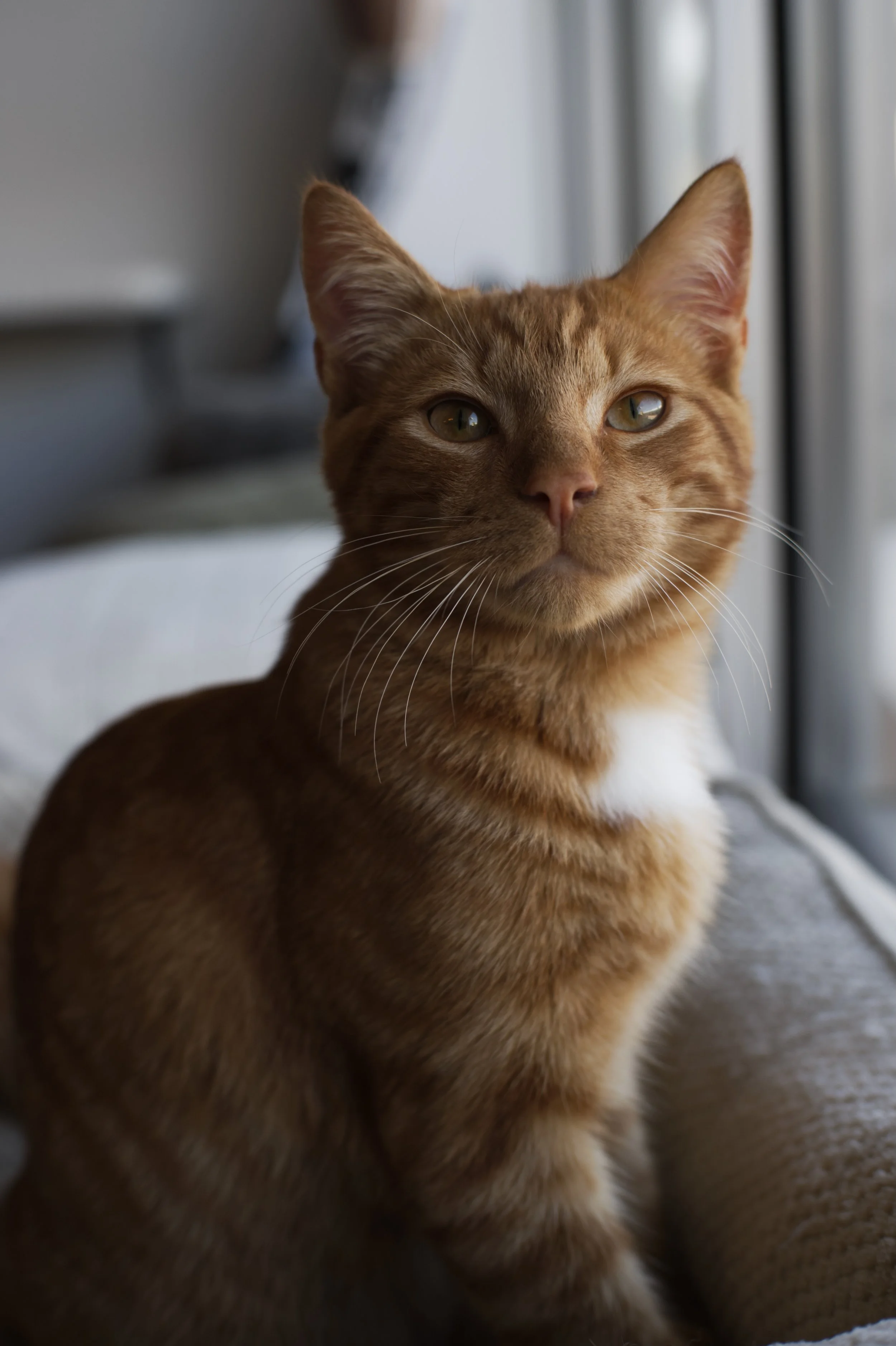Queen City Cat Lounge