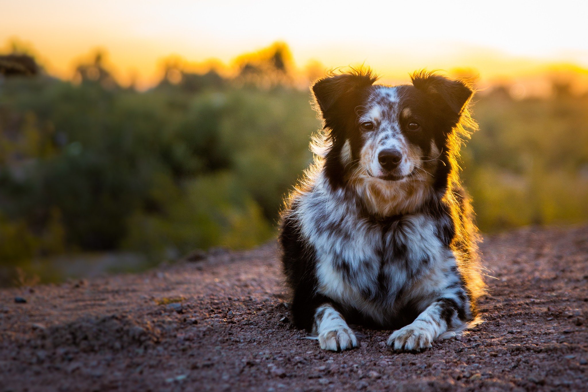 Flash & Hound Pet Photography | Book Now | Scottsdale AZ