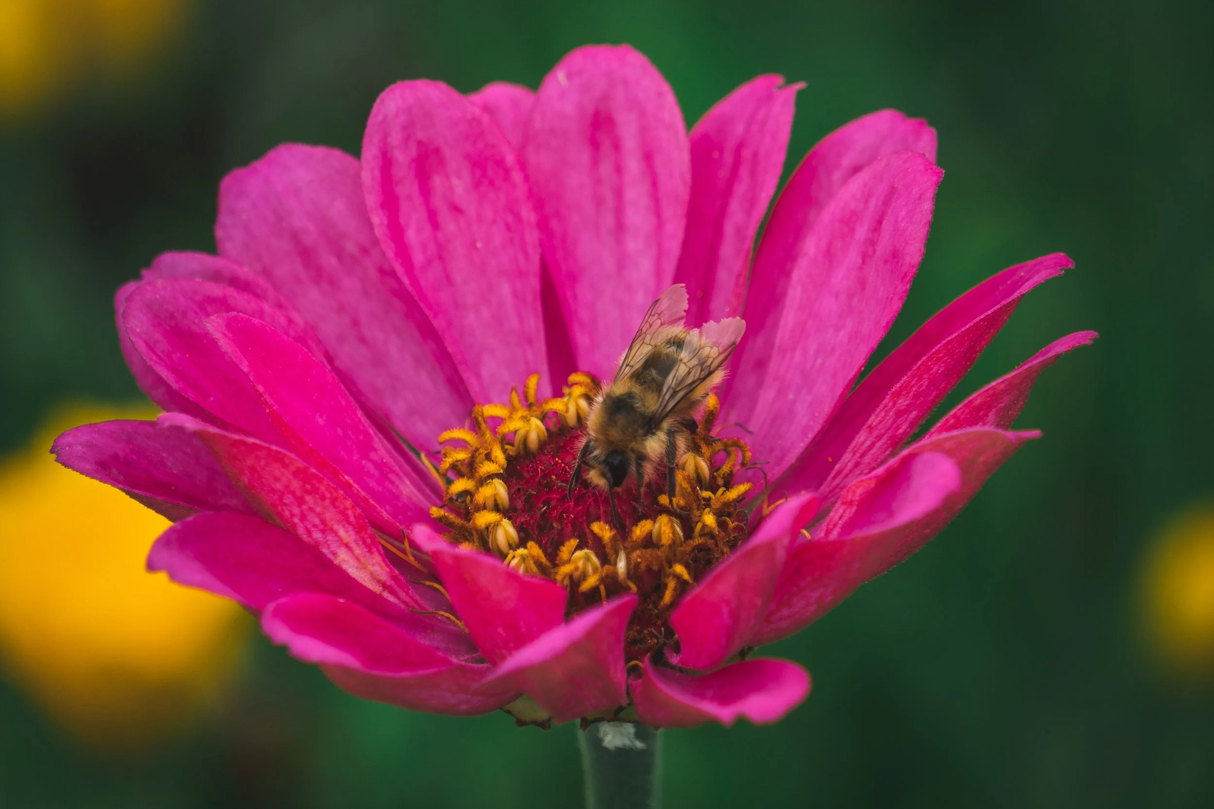Welcome — Welcome to Honey Womb