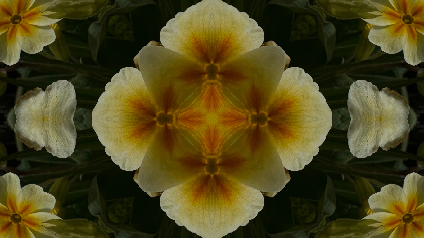 Lifecycle Womb Workshops and Gatherings — Welcome to Honey Womb