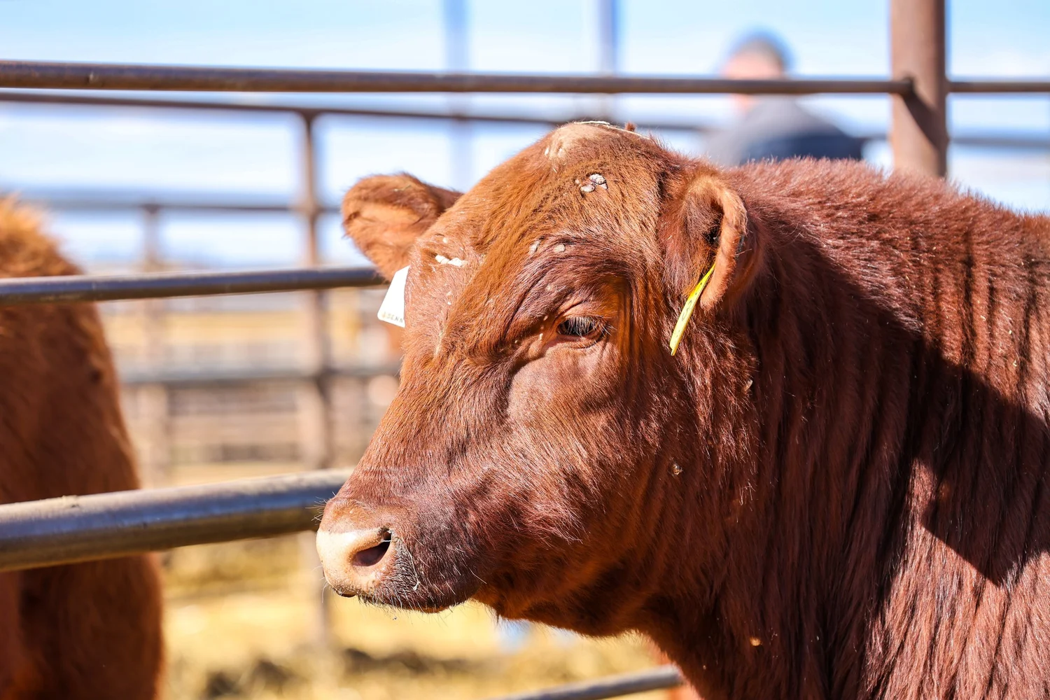 Senn Red Angus