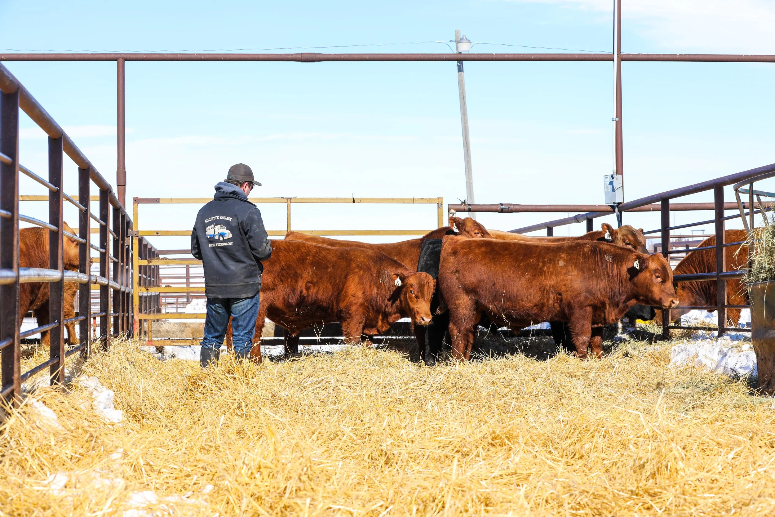 Senn Red Angus