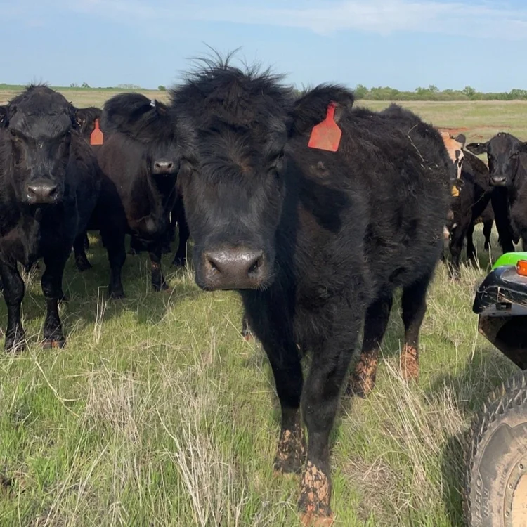 Rowdy Red Ranch | Ethically Raised Natural Beef | Covington, OK