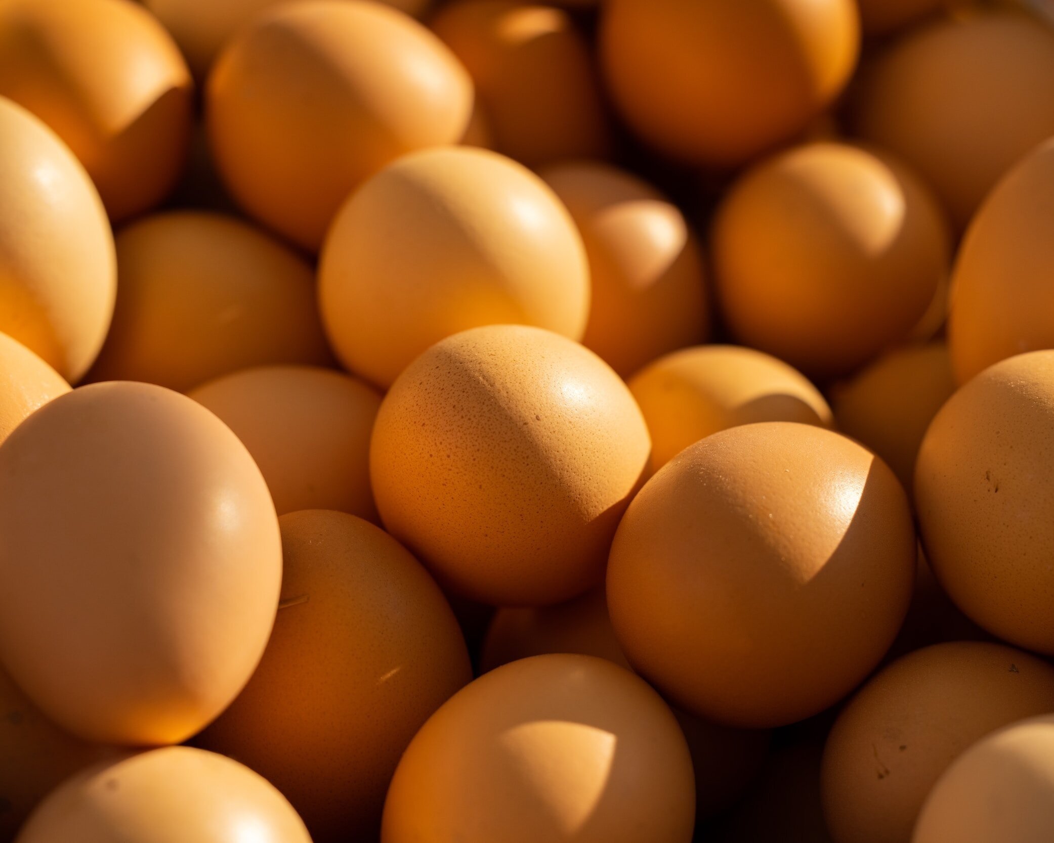Products | Ethical Raised Beef | Farm Fresh Eggs | Merchandise — Rowdy ...
