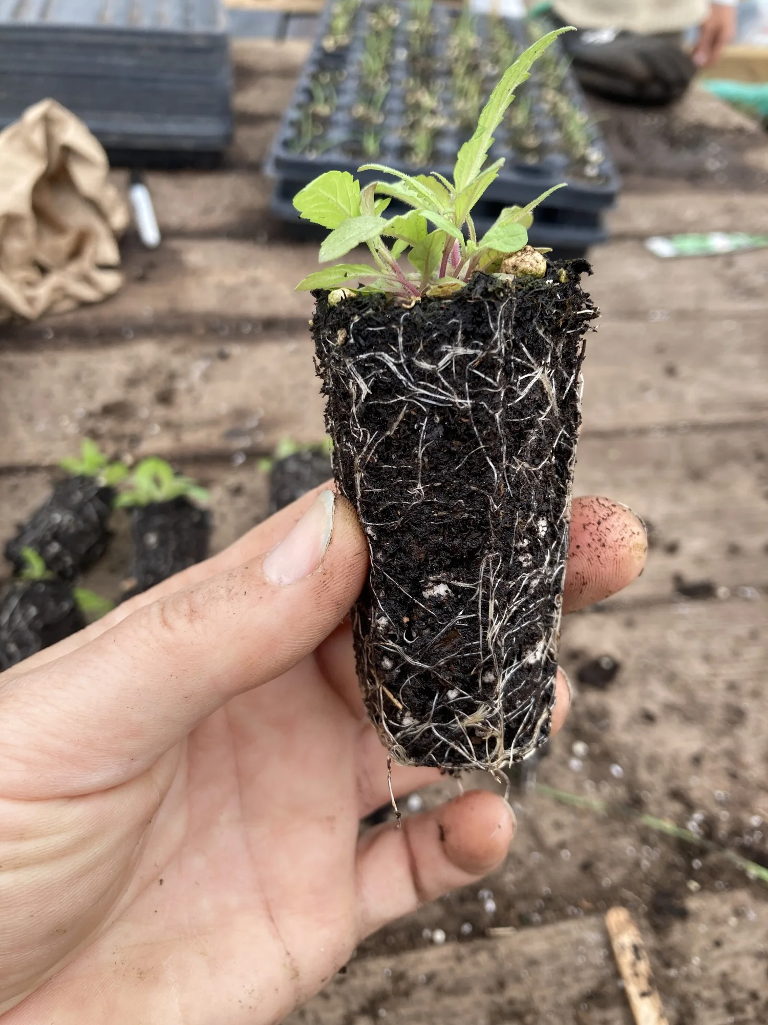 Dropseed Nursery | Native Plants in Prince Edward County