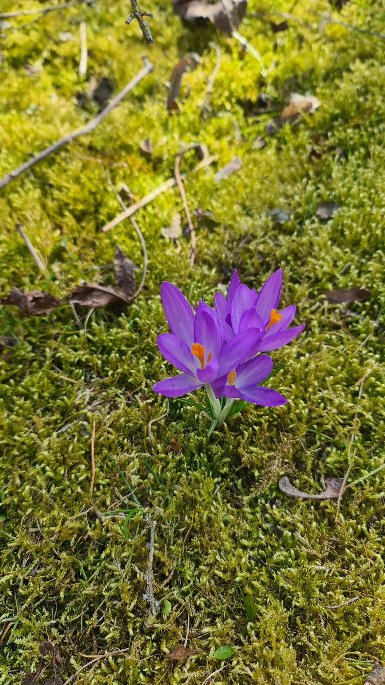 How to Create an Altar for Ostara | Spring Equinox — bebeaswitchlife