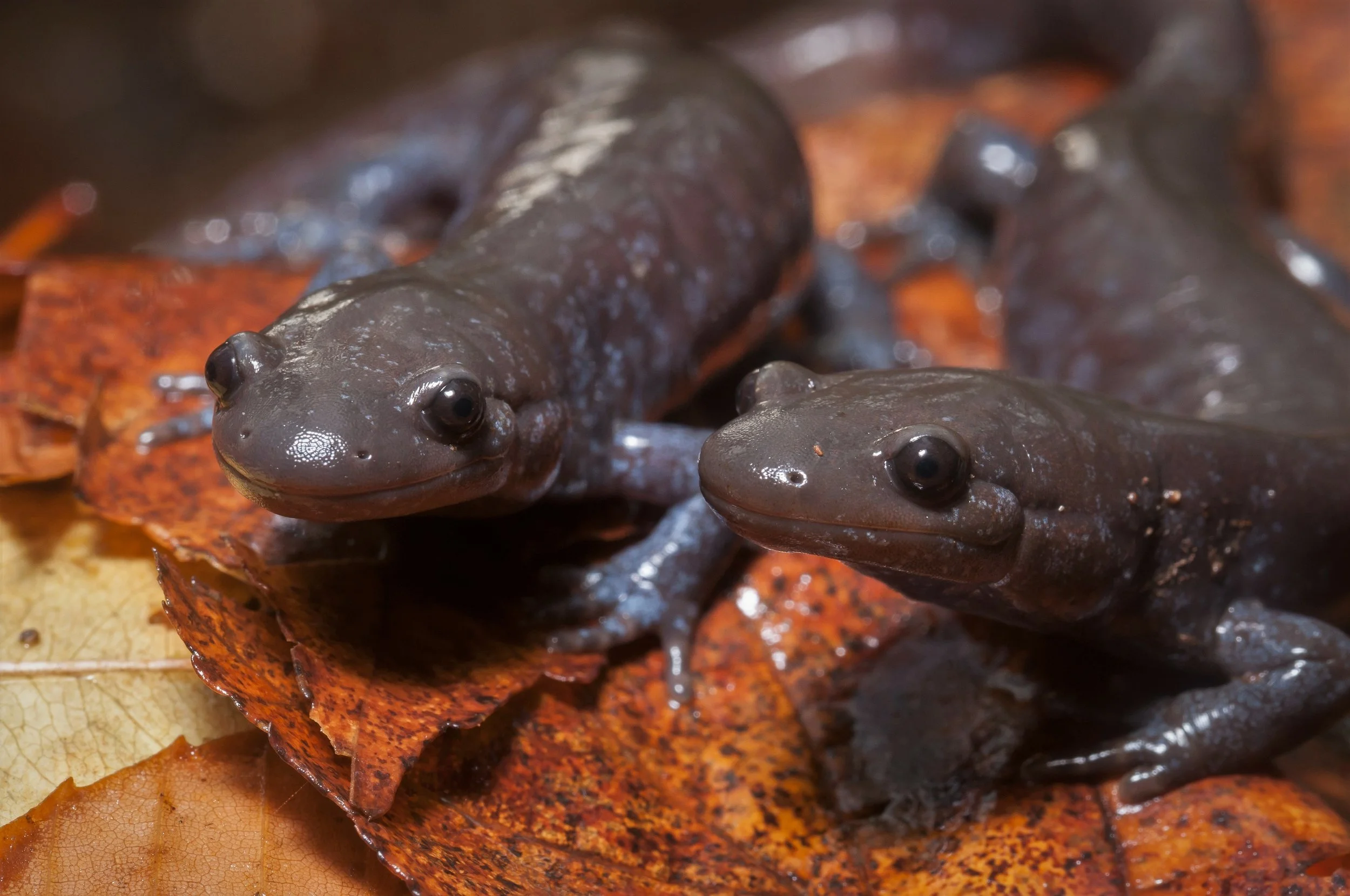 Save our salamanders — Your Site Title