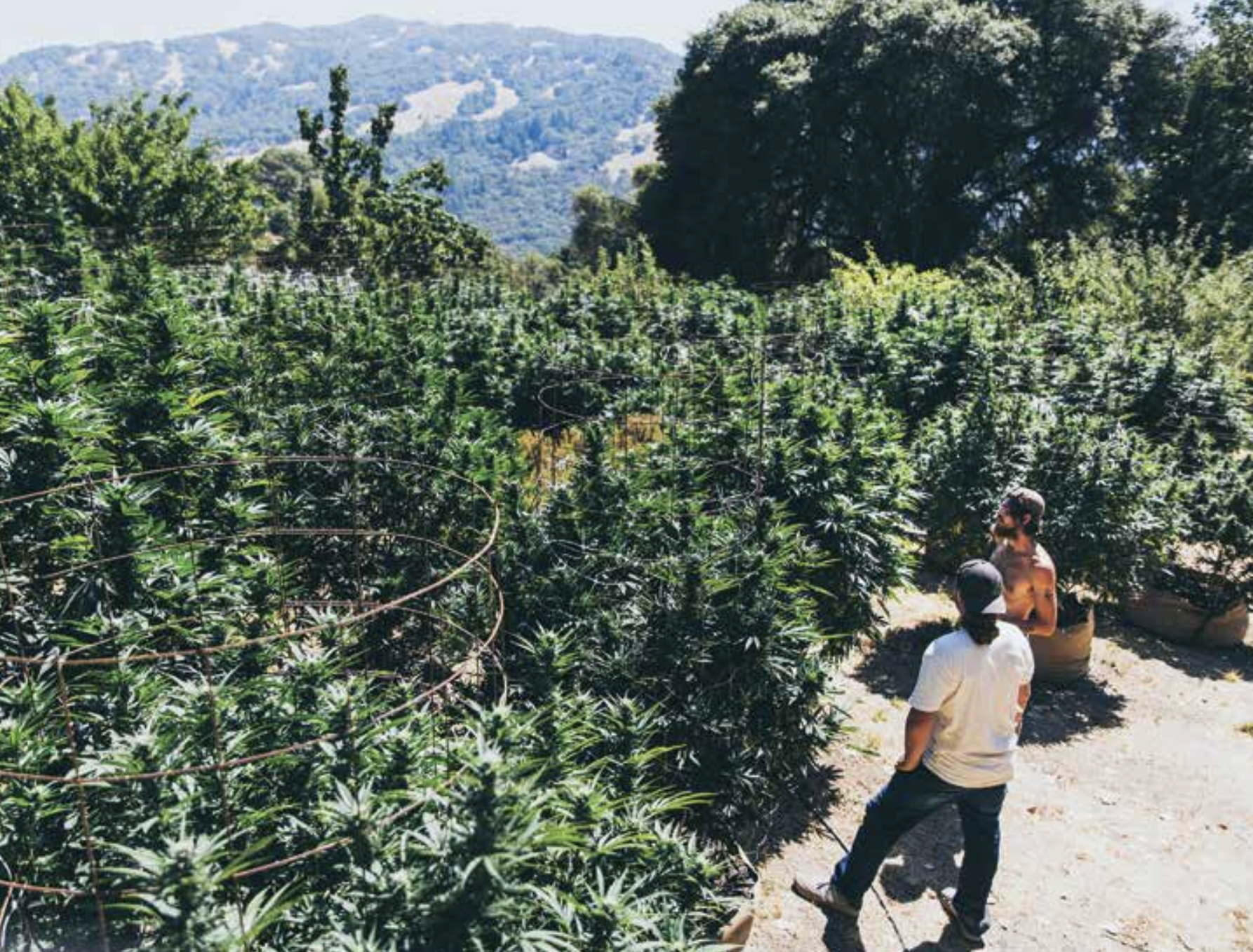 BREEDER DIARIES FEATURE, SKUNK MAGAZINE — Rebel Grown