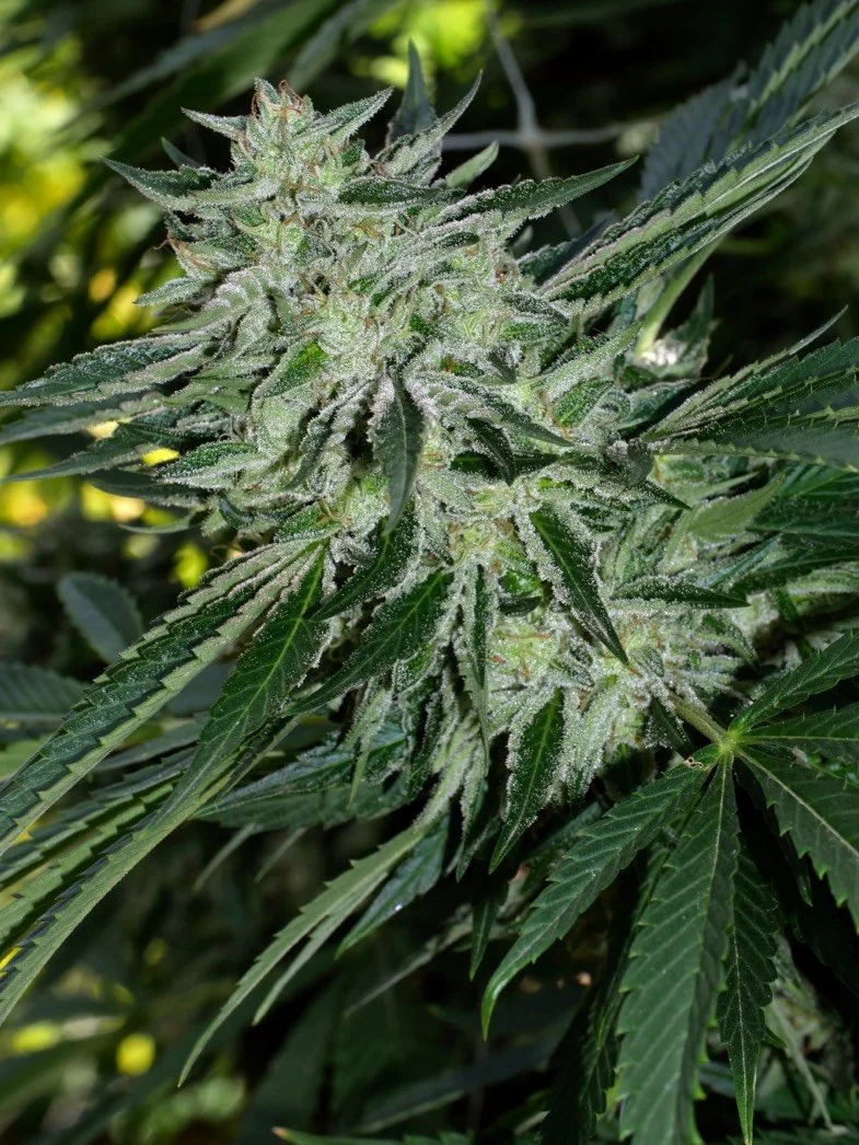 Double_OG_Sour — Rebel Grown