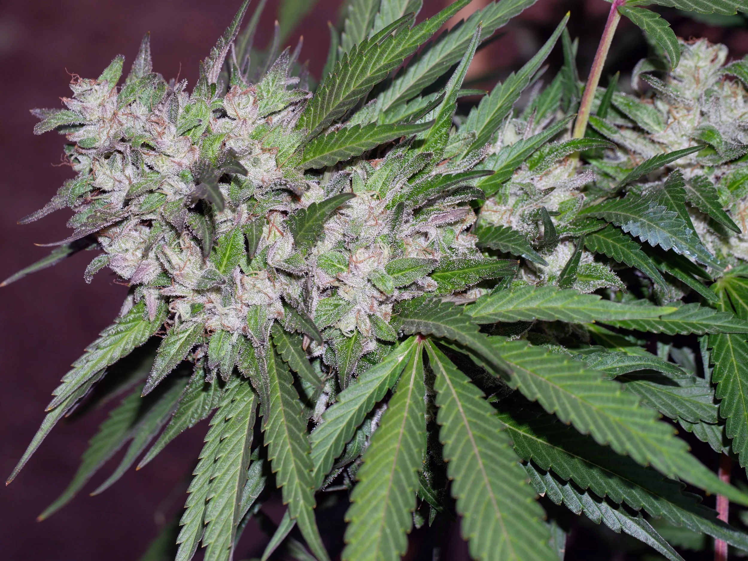 Rebel Sour — Rebel Grown