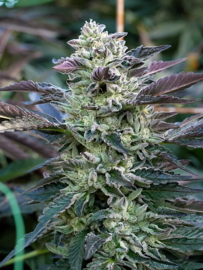 Rebelcookies — Rebel Grown