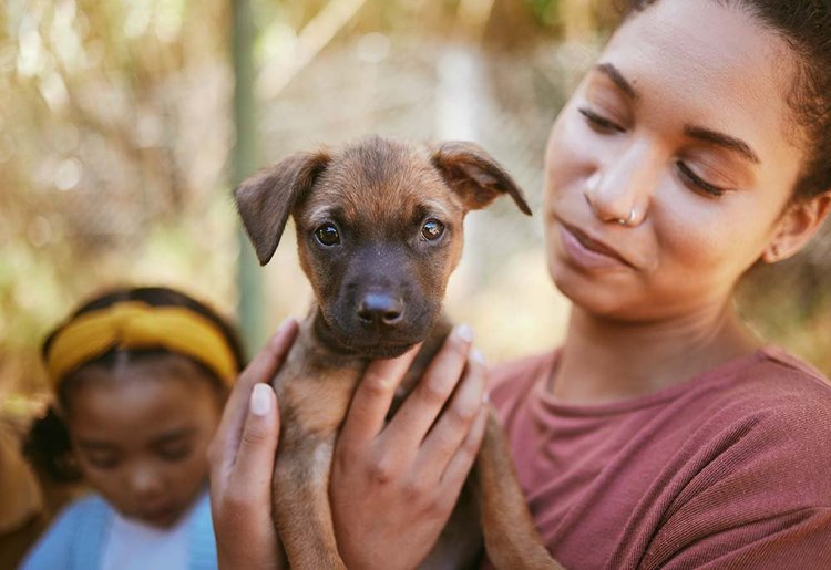 Companion Pet Adoptions — Needy Paws Animal Shelter | River Valley ...