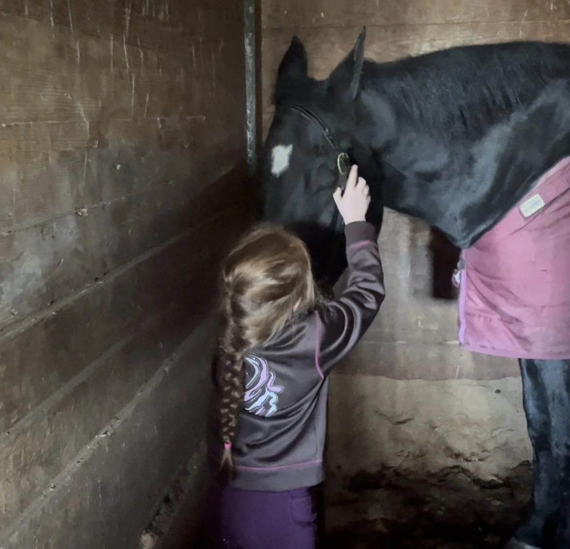 Meet Our Horses— Silver Star Stables