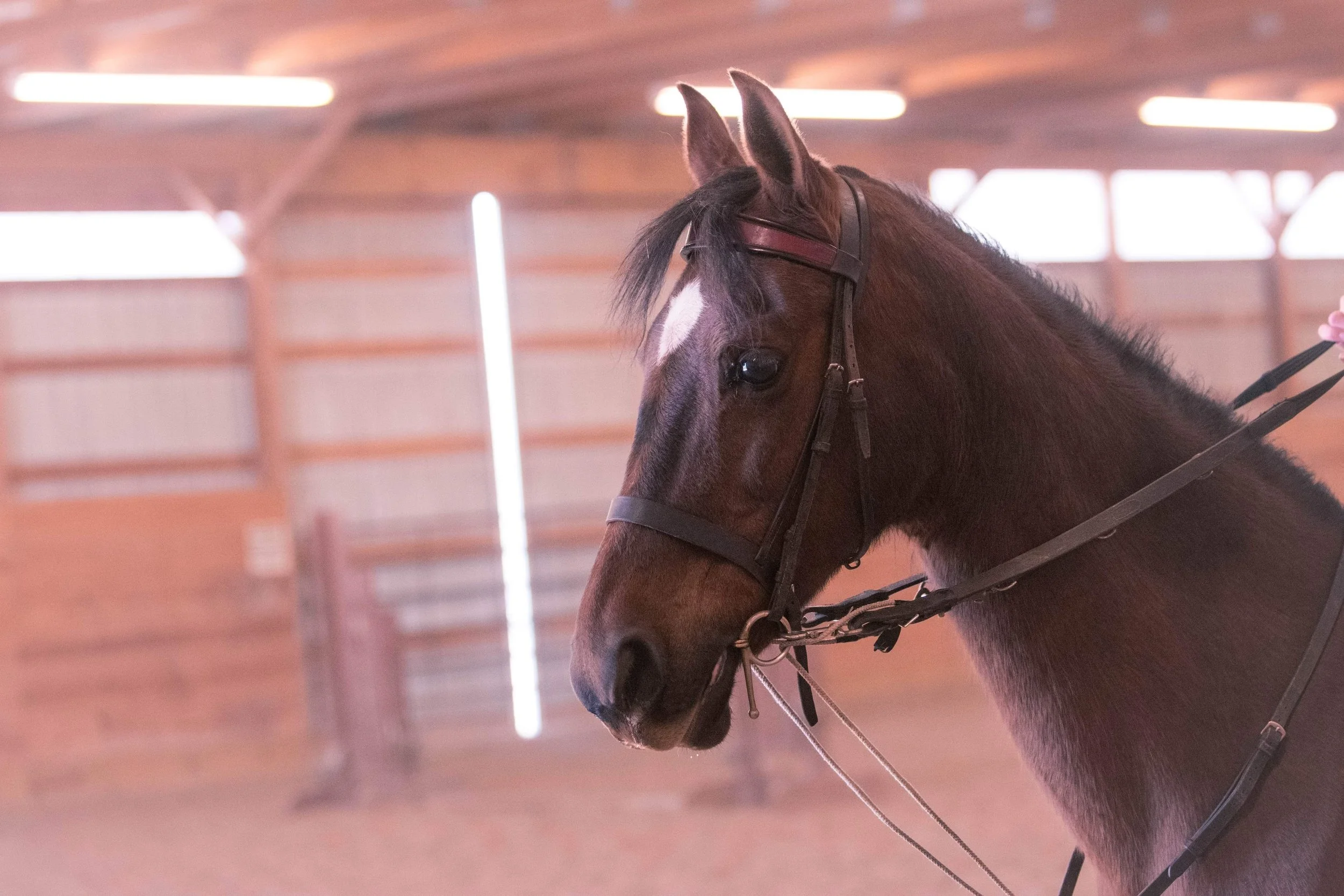 Meet Our Horses— Silver Star Stables