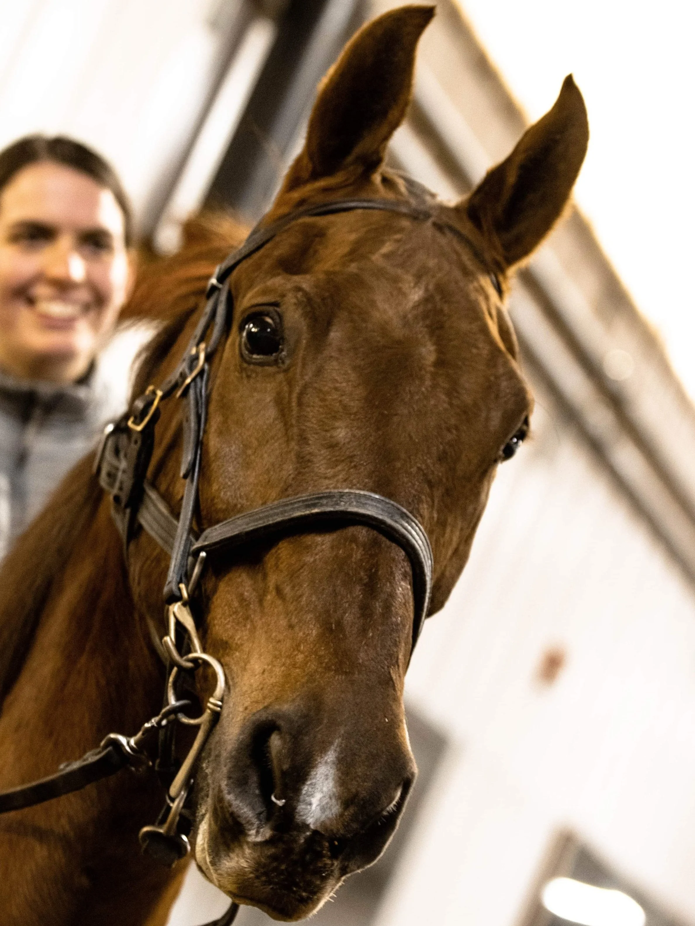 Meet Our Horses— Silver Star Stables