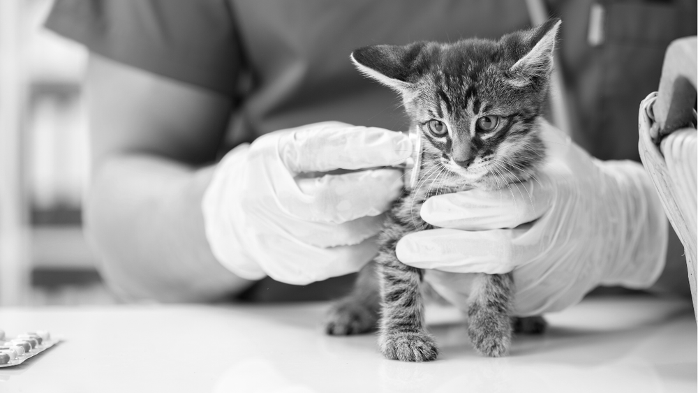 Cat First Aid Guide & Checklist — Felius