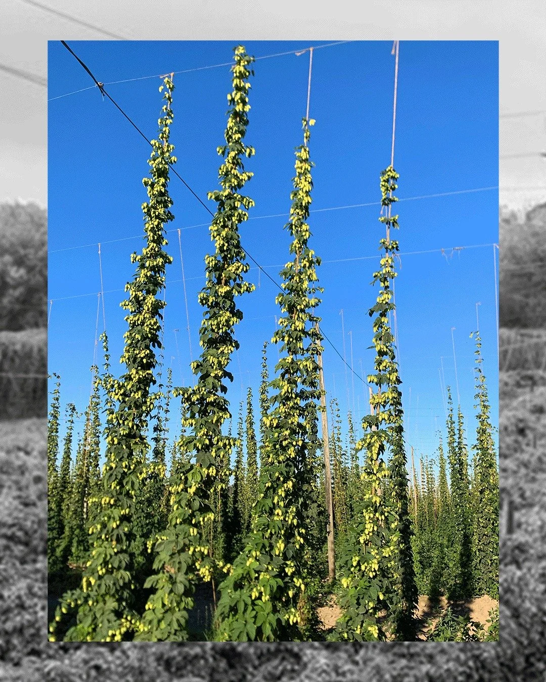 Little Beast Brewing