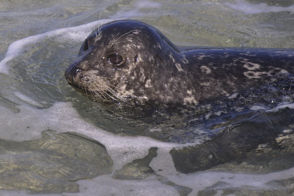 General 2 — Marine Mammal Coexistence Initiative