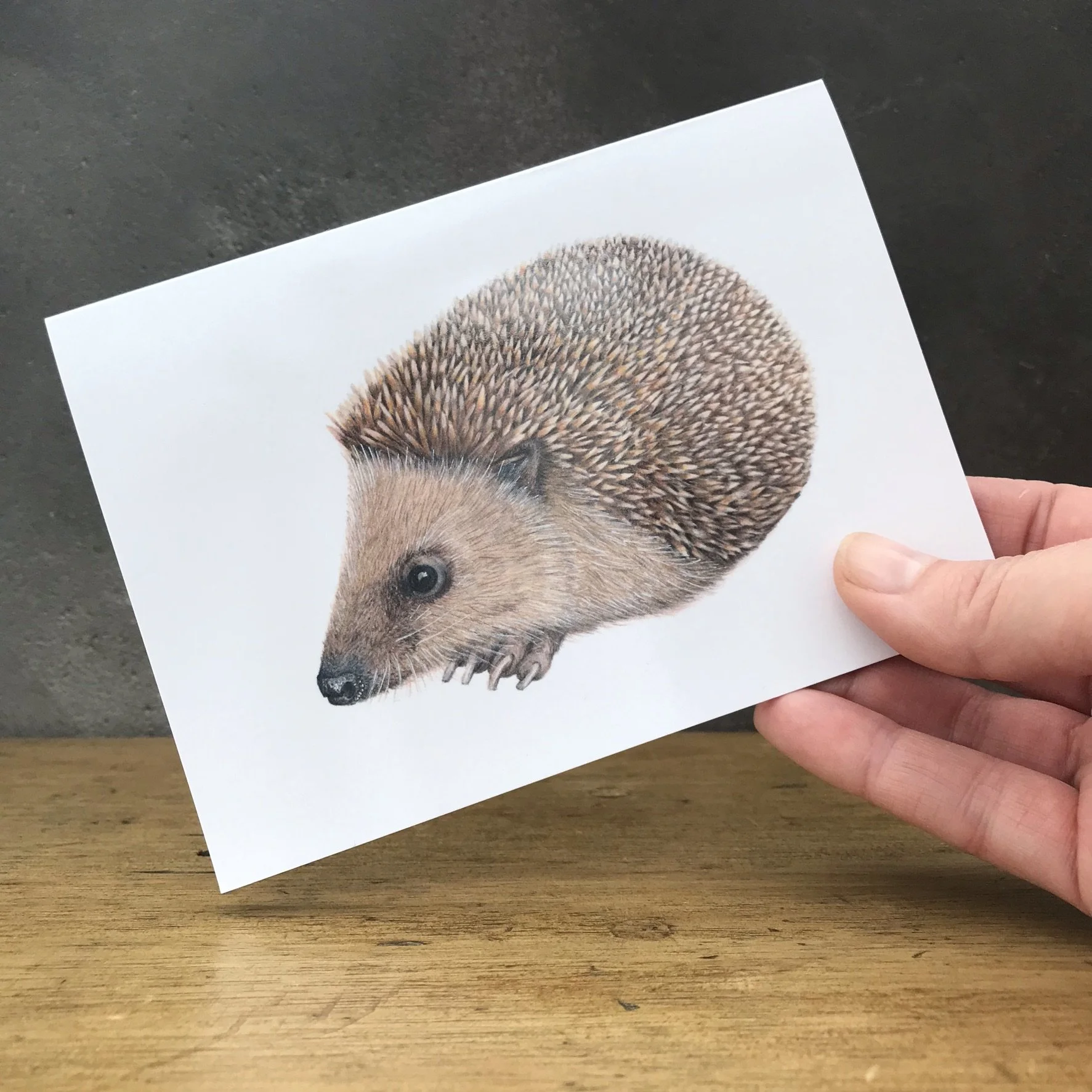 HEDGEHOG CARD — McKINLEY AND MOTH