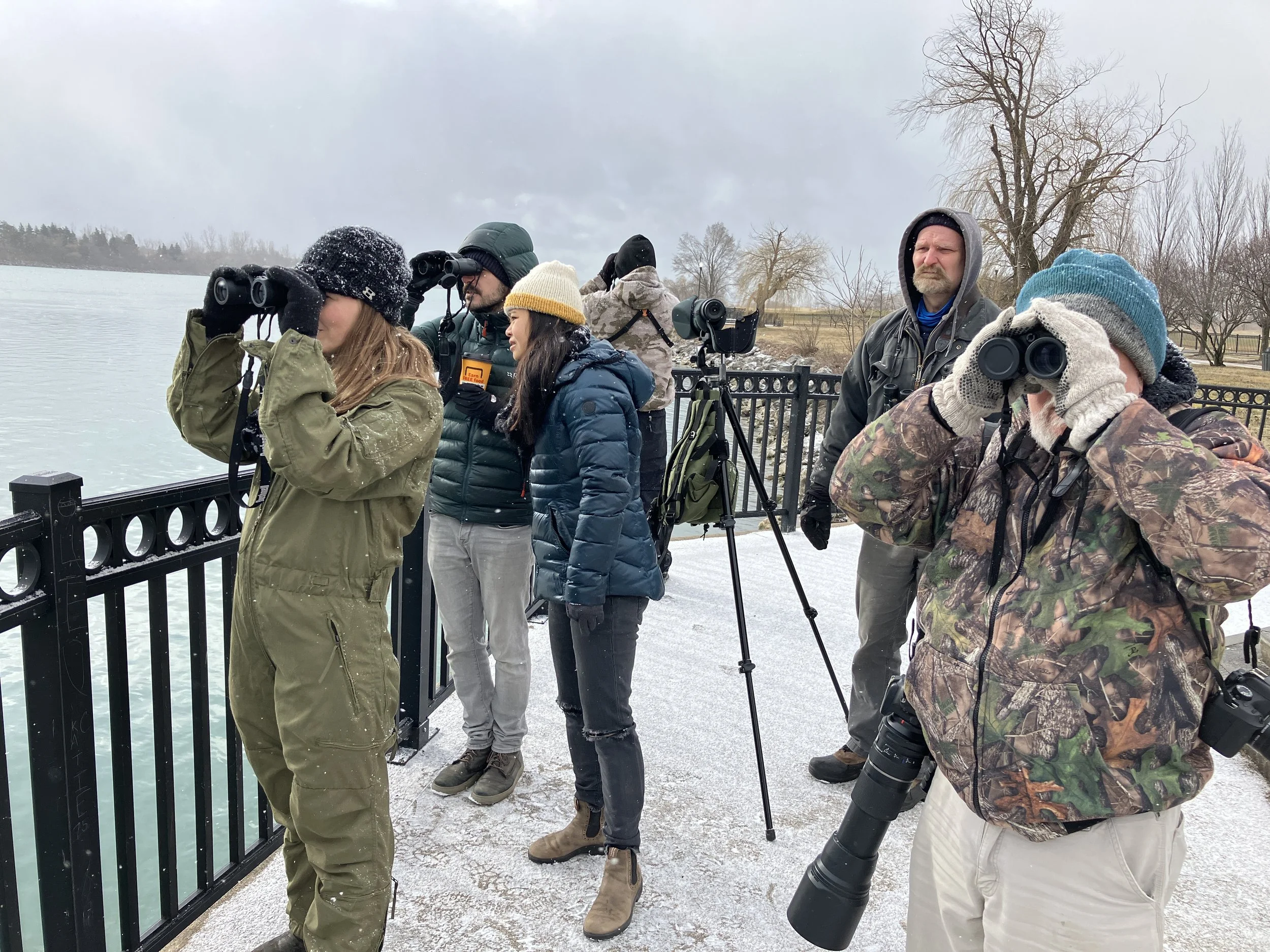 Winter Waterfowl Counts — Detroit Bird Alliance