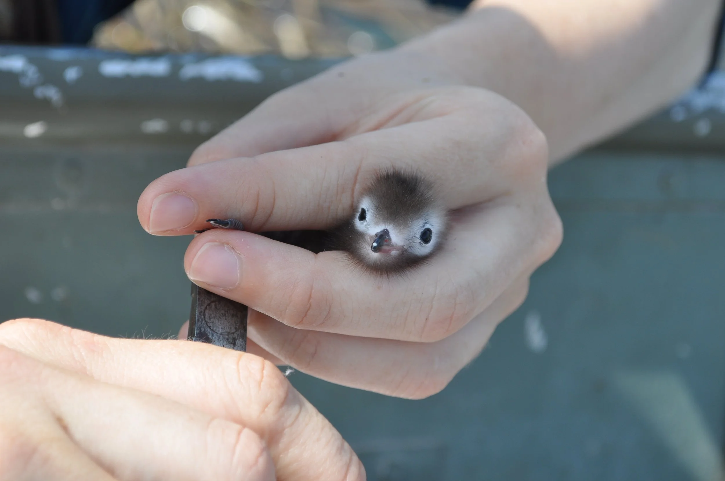 Preparing For Black Tern Nesting Season 2024 — Detroit Bird Alliance