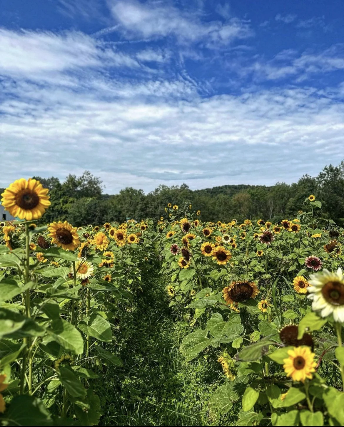 Second Drop Farm