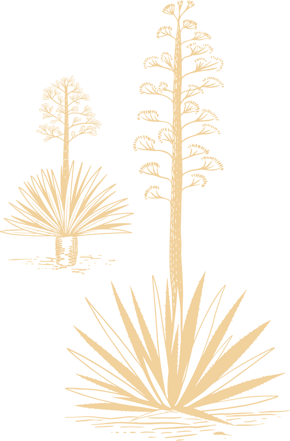 ENSAMBLE — BANHEZ MEZCAL