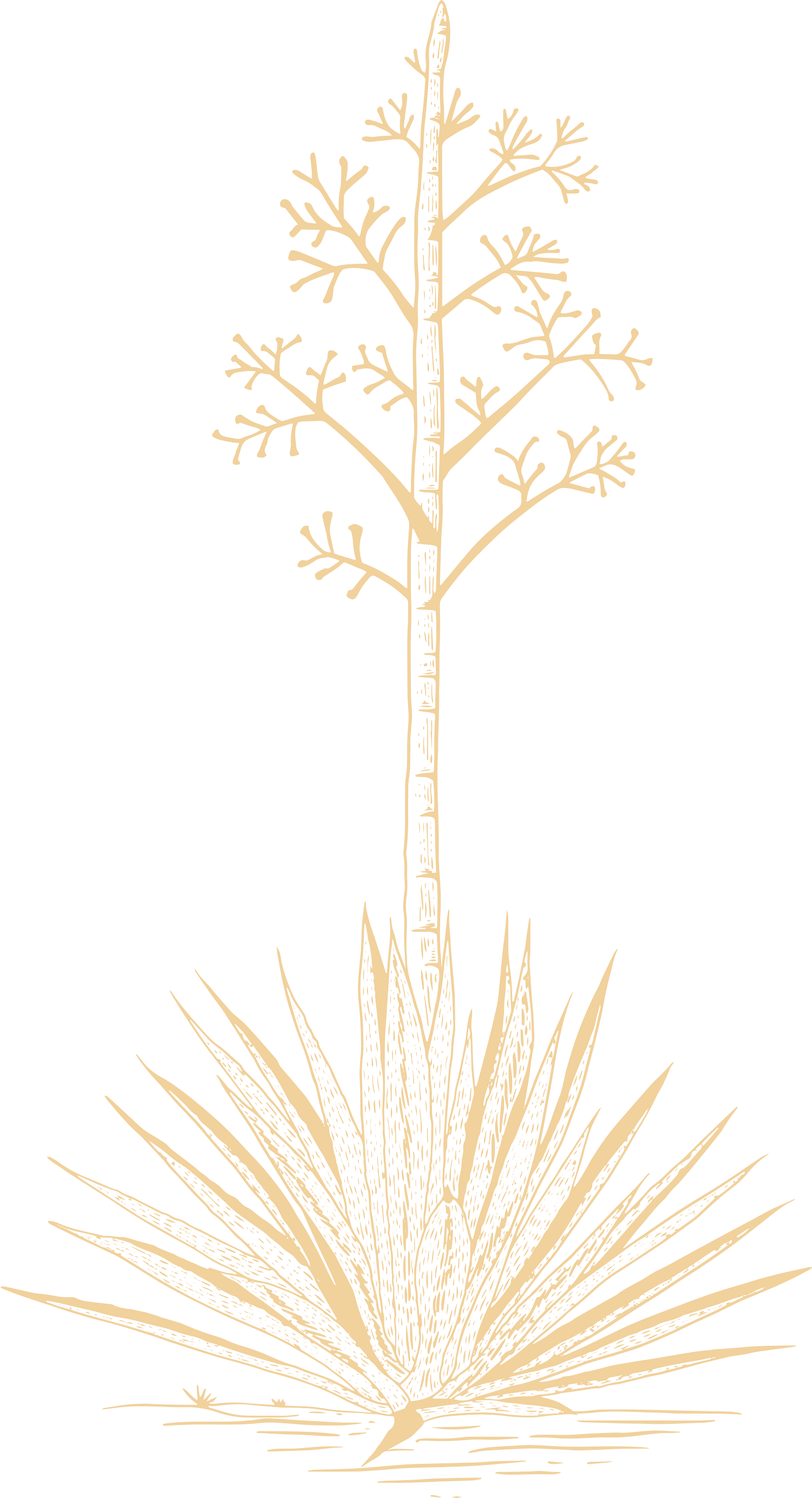 ARROQUEÑO — BANHEZ MEZCAL