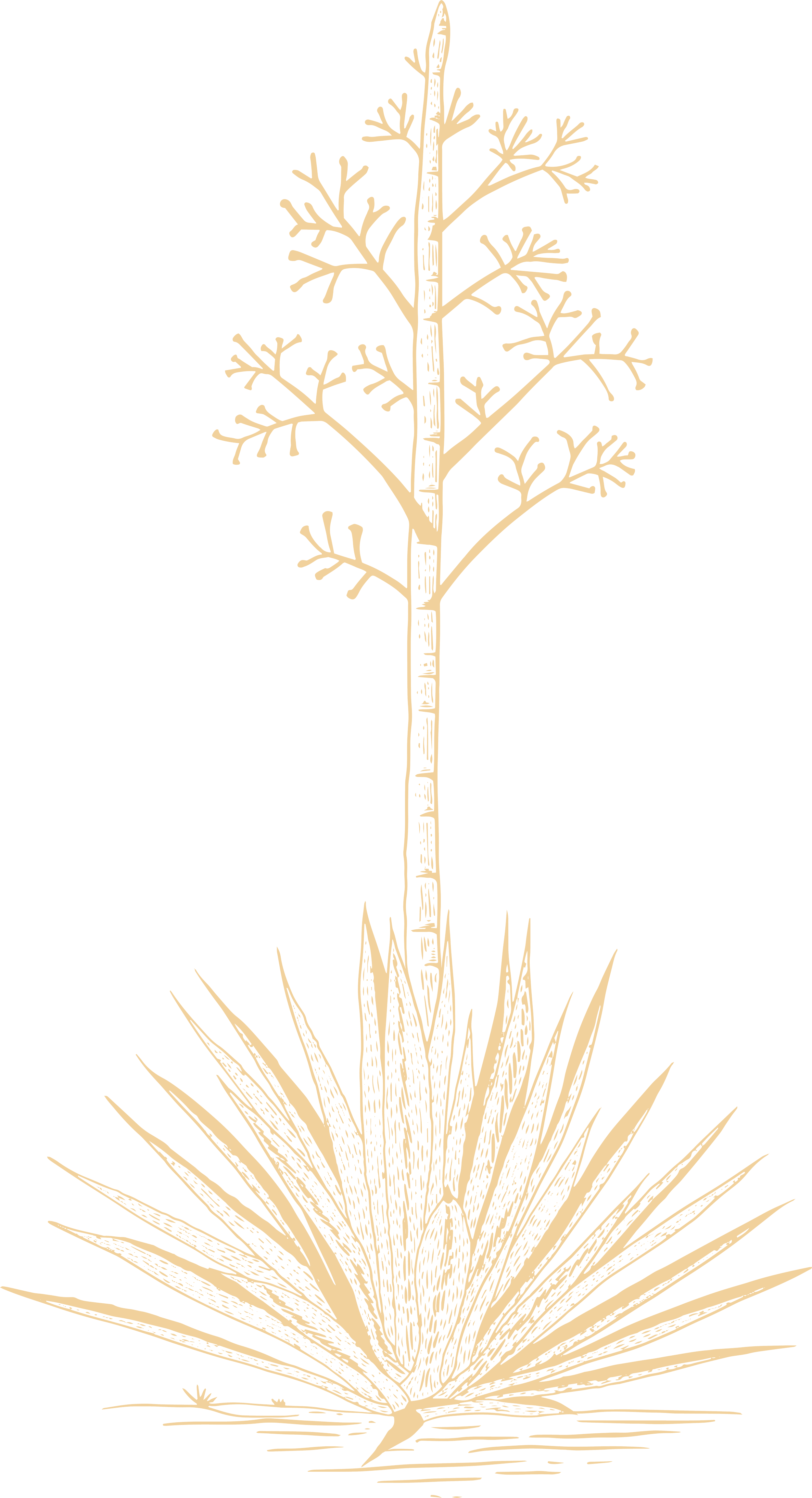 ARROQUEÑO — BANHEZ MEZCAL