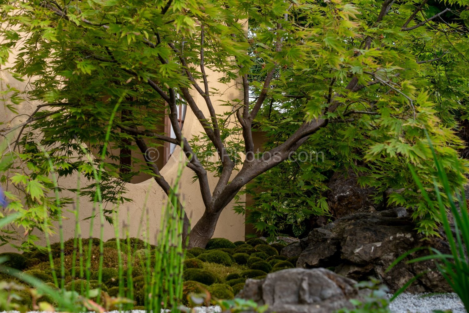 Chelsea Flower Show 2025 — Kipcat Photos - garden and landscape photographs