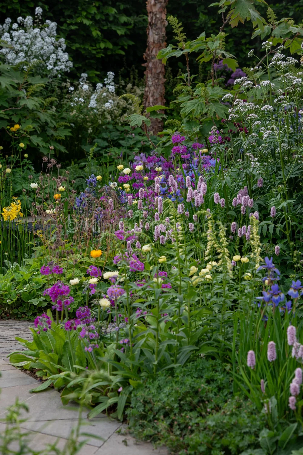 Chelsea Flower Show 2025 — Kipcat Photos - garden and landscape photographs