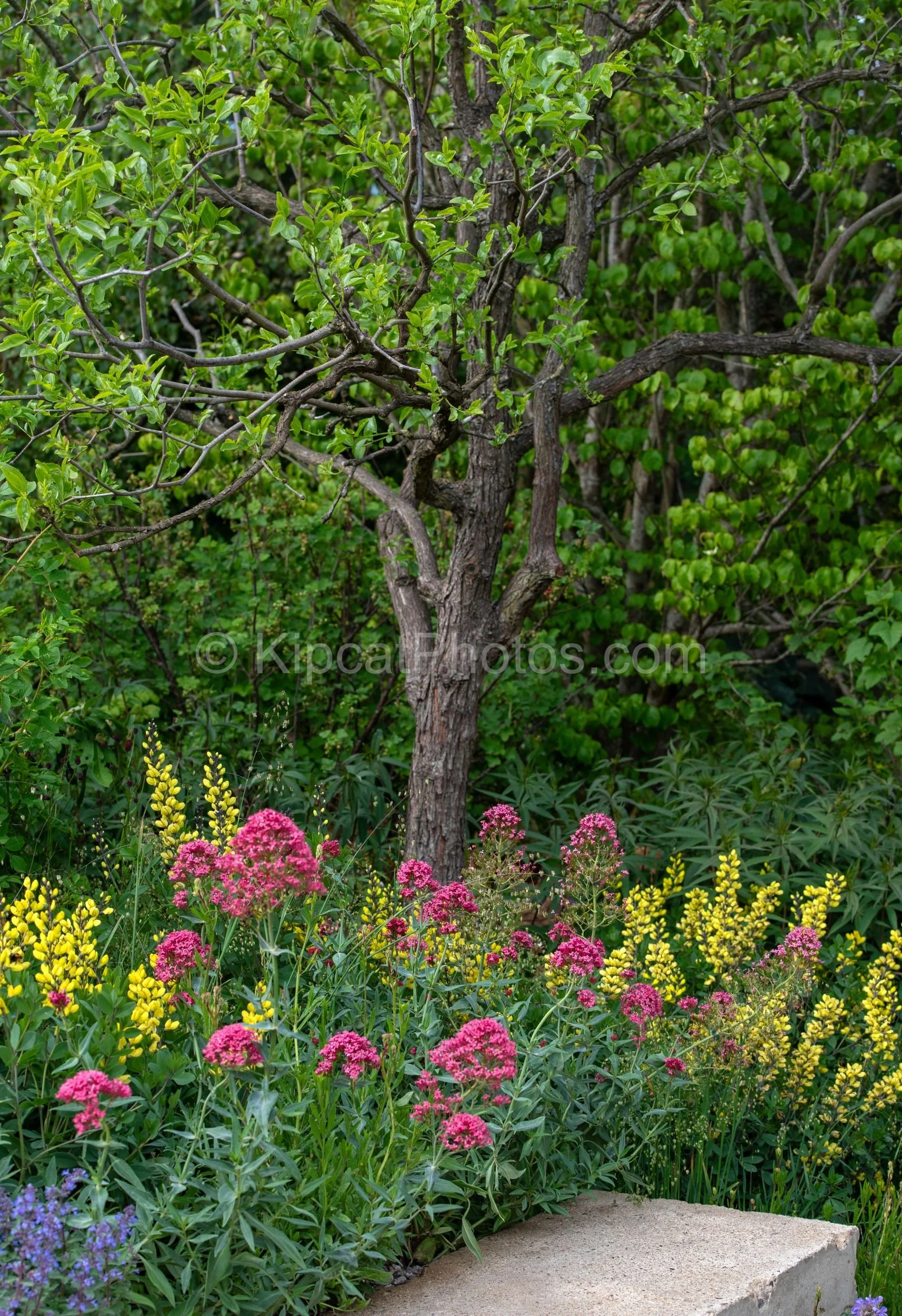 Chelsea Flower Show 2025 — Kipcat Photos - garden and landscape photographs