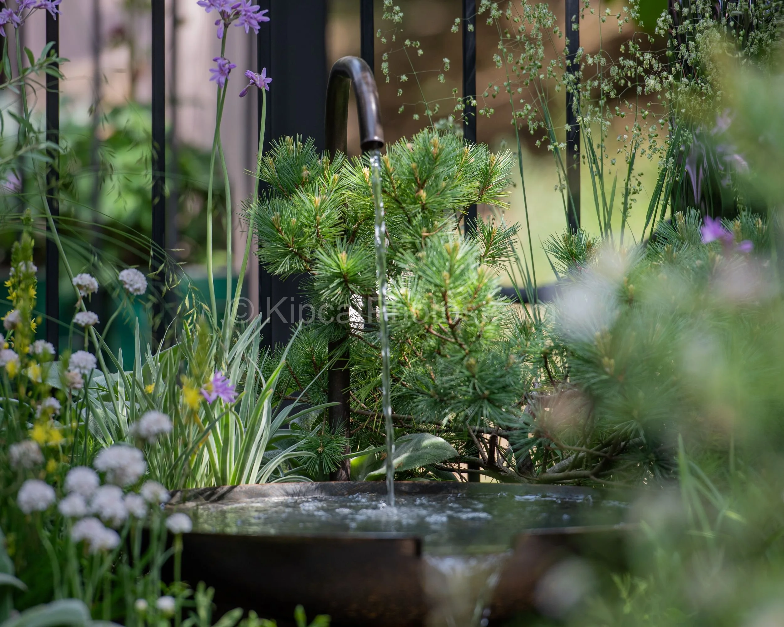 Chelsea Flower Show 2025 — Kipcat Photos - garden and landscape photographs