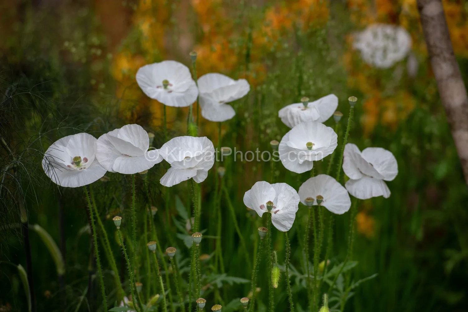 Chelsea Flower Show 2025 — Kipcat Photos - garden and landscape photographs