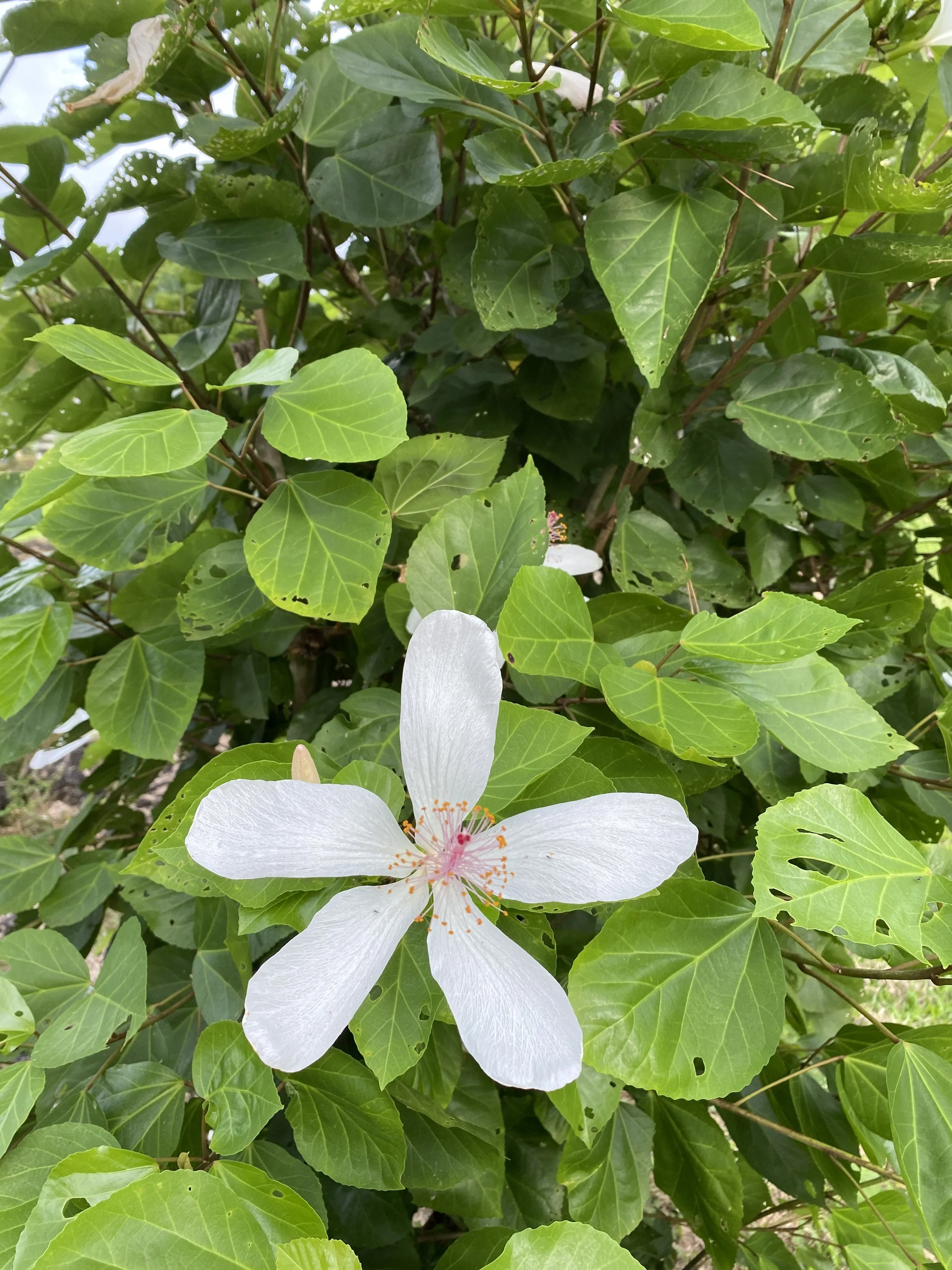 Kokiʻo keʻokwʻo Endemic Hawaiian Hibiscus — Friends of Liliʻuokalani ...