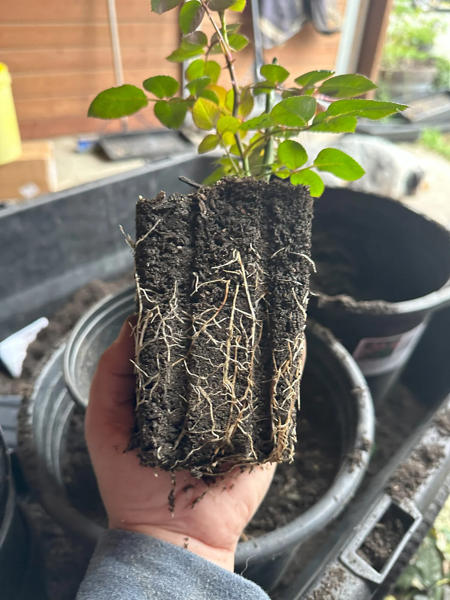 Own Root Roses — Golden Root Roses