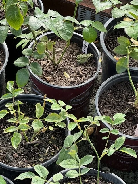 Own Root Roses — Golden Root Roses