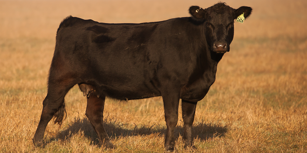 Products | High Quality Angus & Wagyu Beef | Comanche, TX — Crosswind Ranch