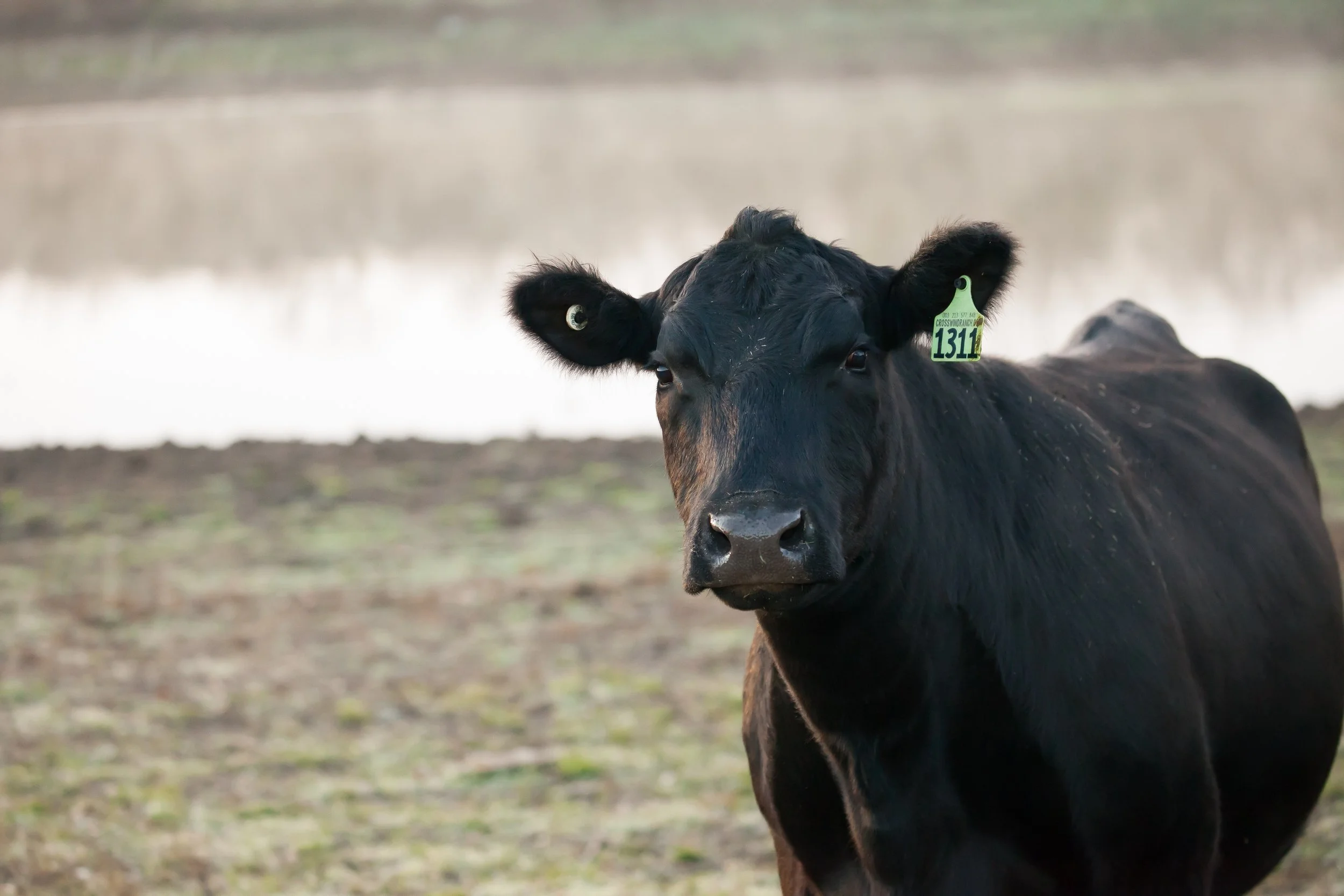 Products | High Quality Angus & Wagyu Beef | Comanche, TX — Crosswind Ranch