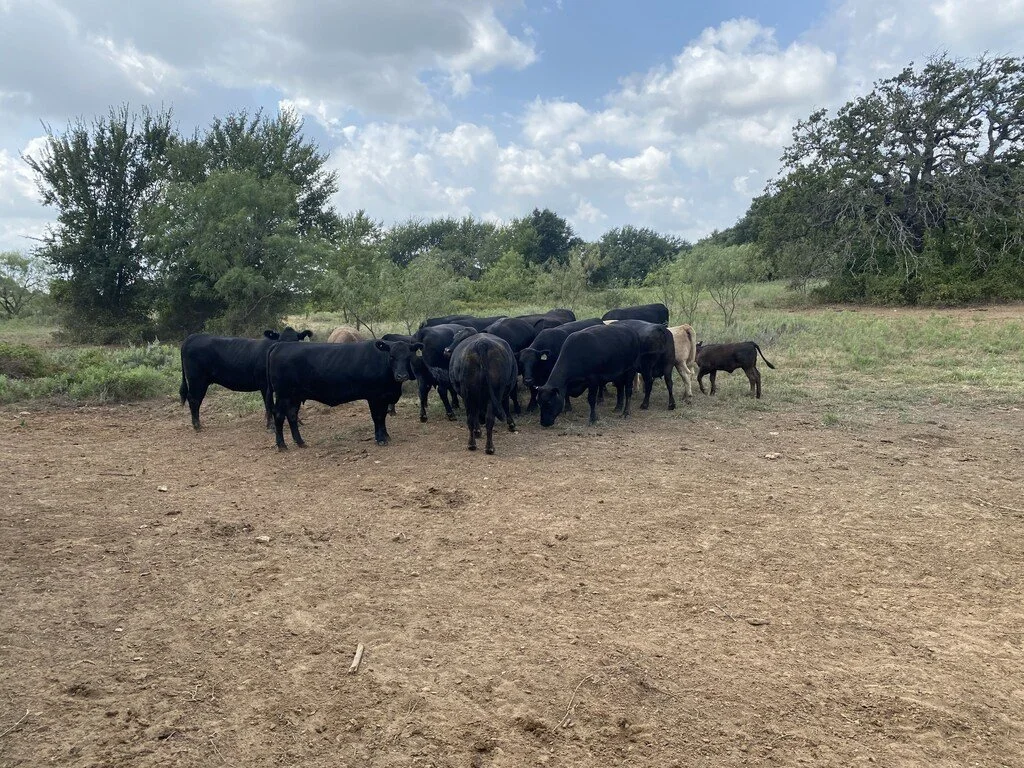 Crosswind Ranch | High Quality Angus & Wagyu Beef | Agri-tourism ...