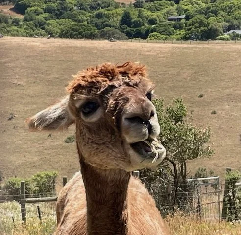 Nicasio Historical Society — Nicasio