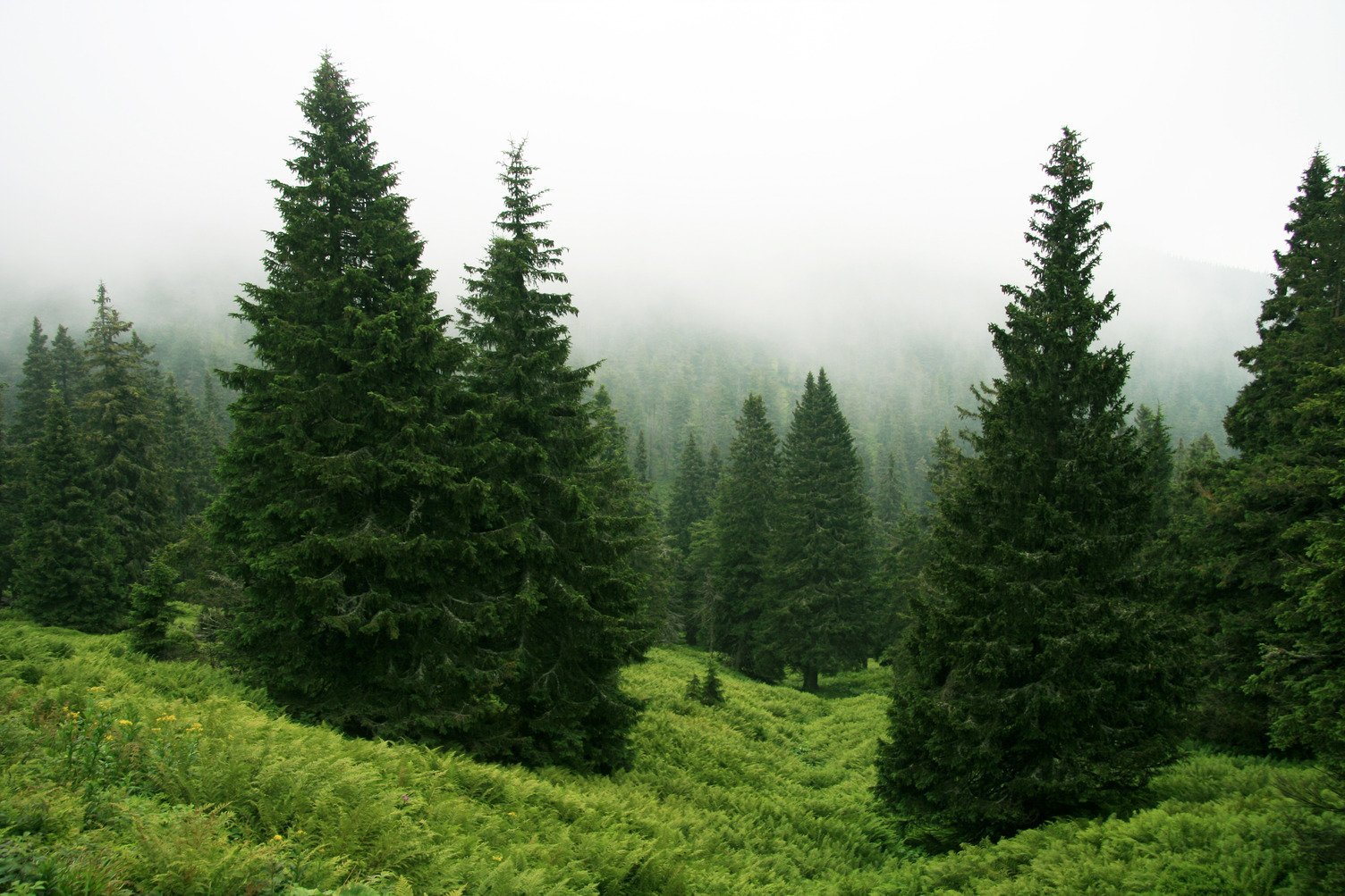 Whats Next — FSC Aligned for EUDR