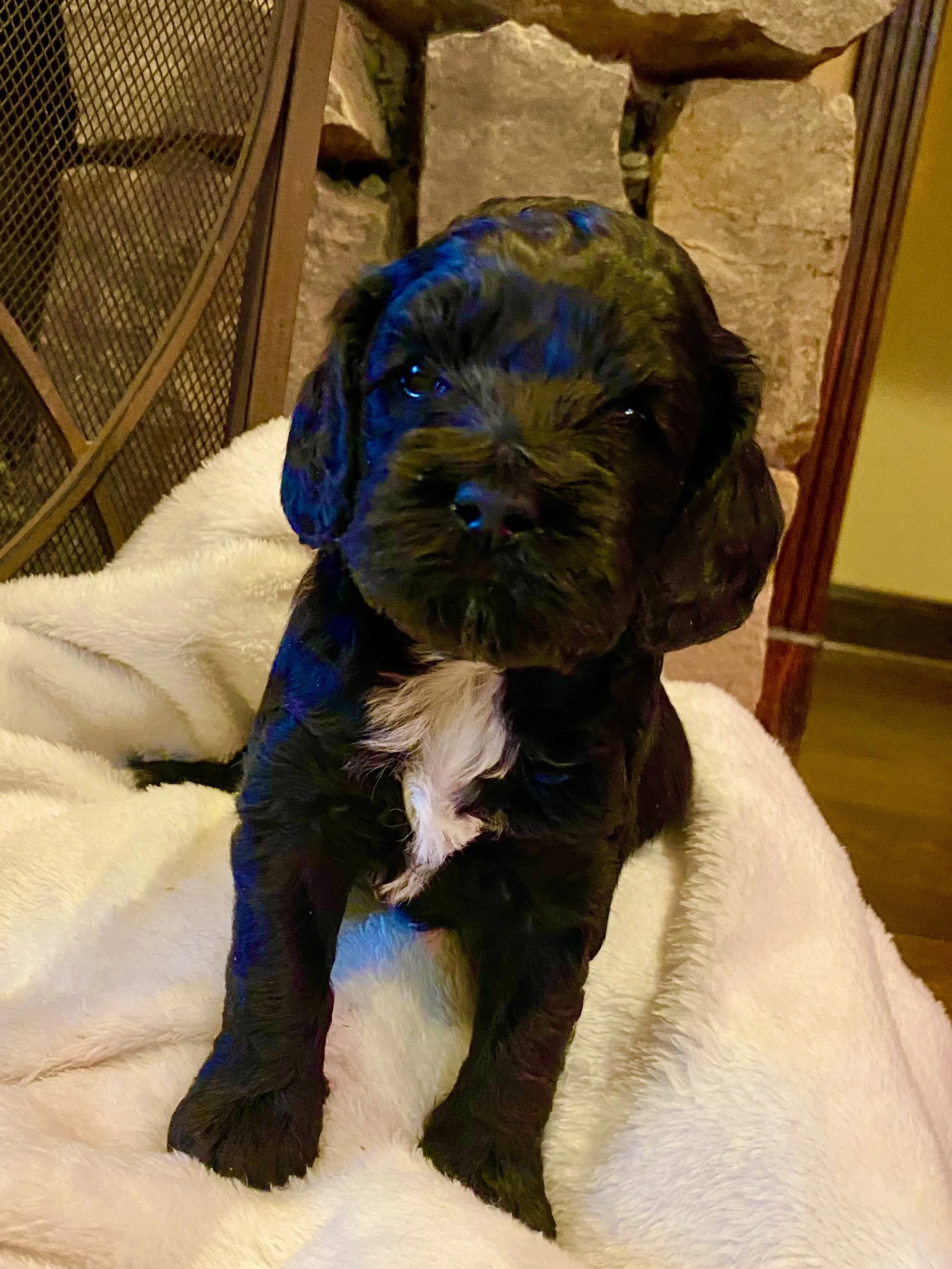 Photos — East Texas Cockapoos and Goldendoodles