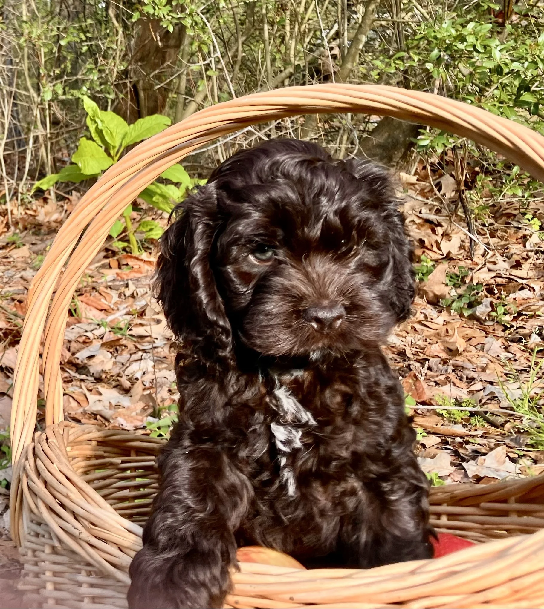 Photos — East Texas Cockapoos and Goldendoodles