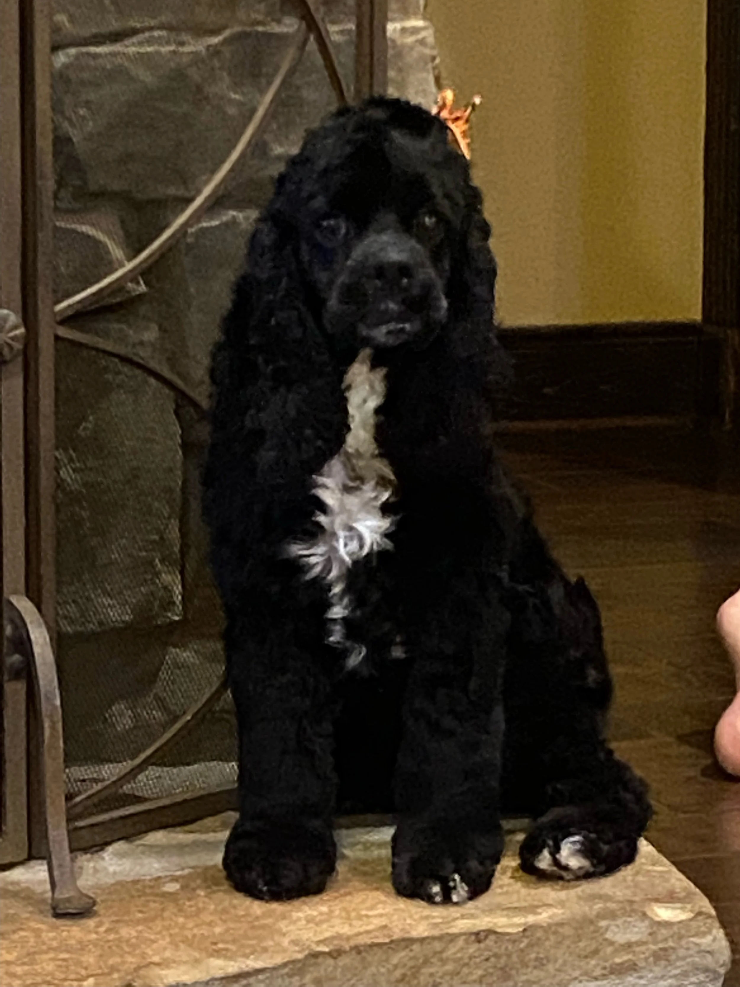 Our Dogs — East Texas Cockapoos and Goldendoodles