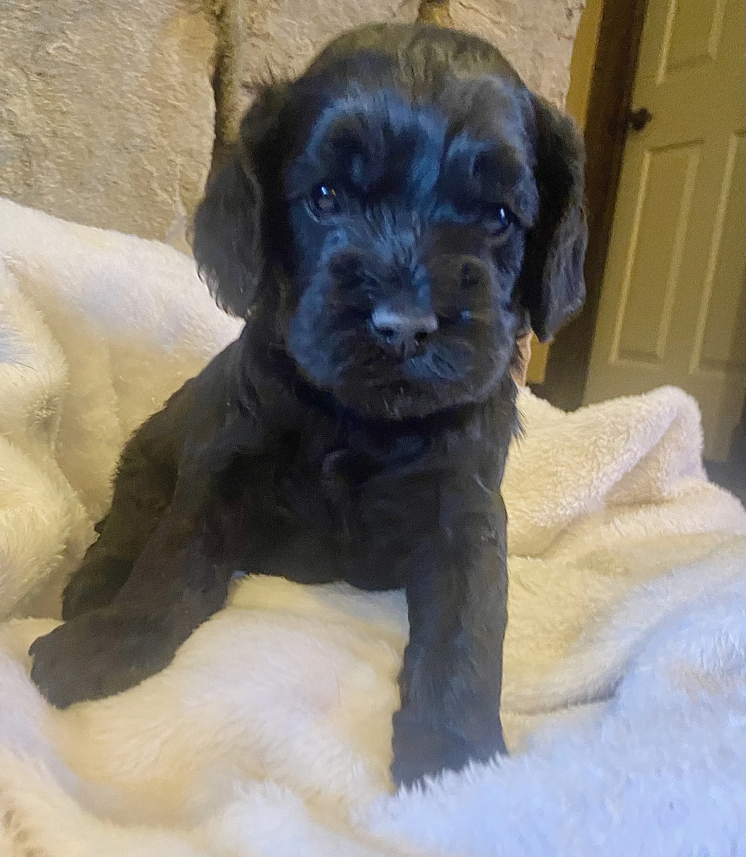 Photos — East Texas Cockapoos and Goldendoodles